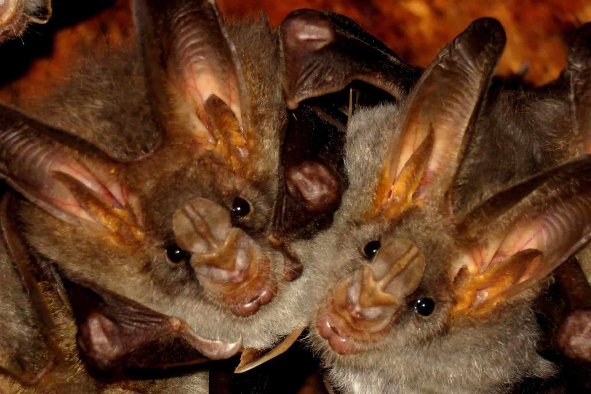 What Can Americans Do to Help Bats in the USA? - IO CONGRESS 2018